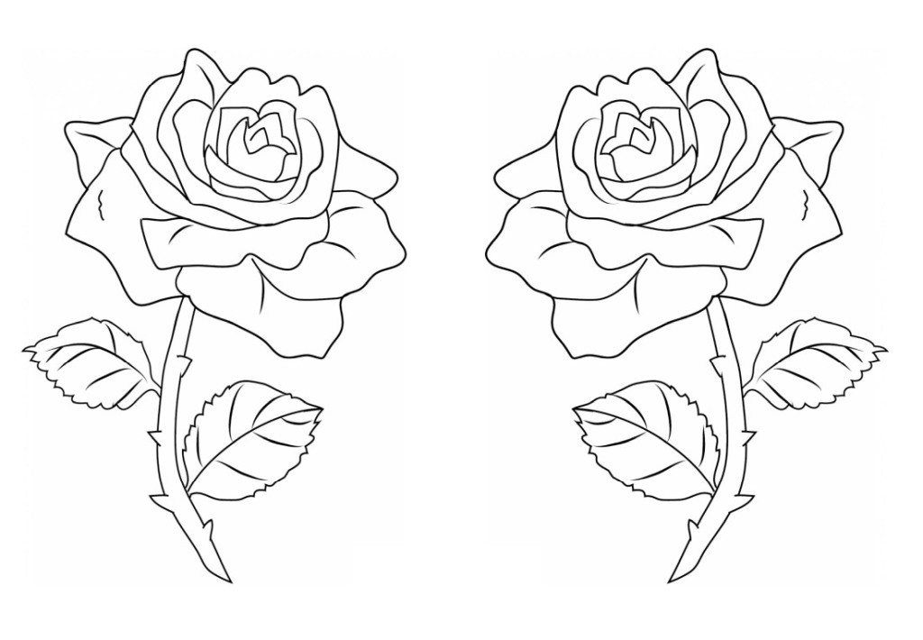 Rose coloring page