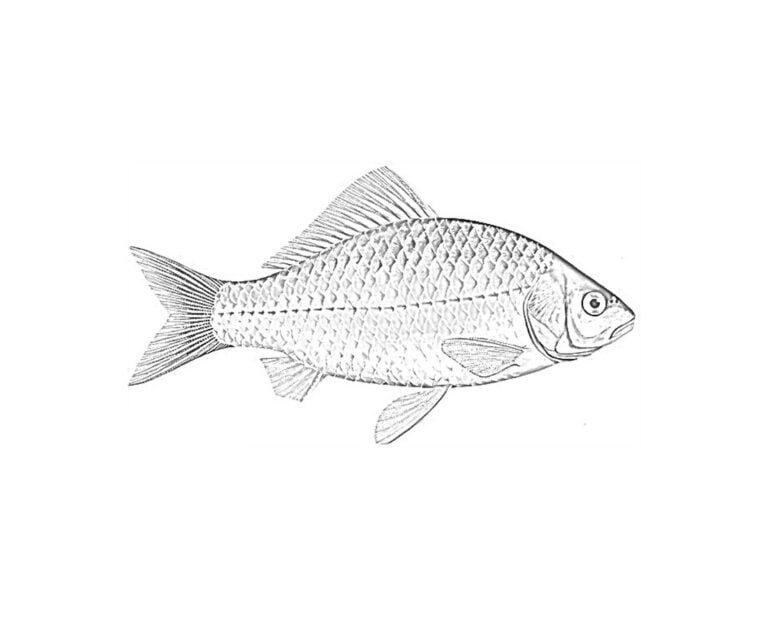 Riba bojanka 🐠 - PEPE