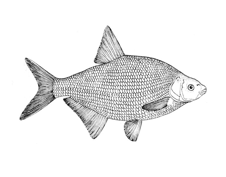 Riba bojanka 🐠 - PEPE