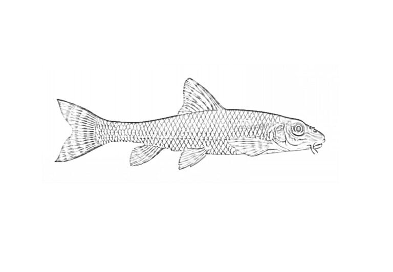 Riba bojanka 🐠 - PEPE