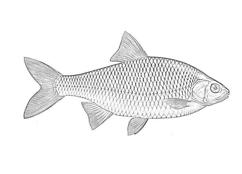 Riba bojanka 🐠 - PEPE