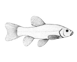 Žuvys spalvinimui 🐠 – PEPE.LT