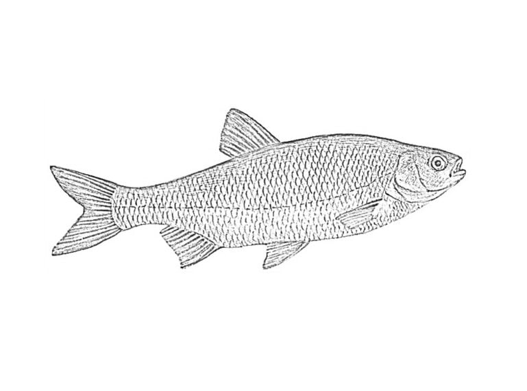 Riba bojanka 🐠 - PEPE