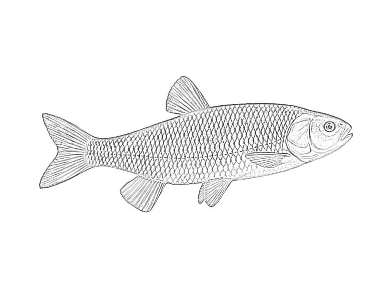 Riba bojanka 🐠 - PEPE