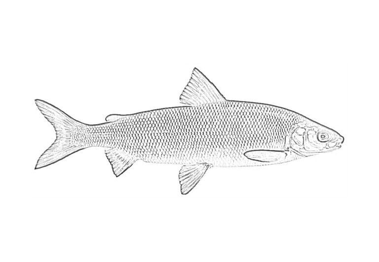 Riba bojanka 🐠 - PEPE