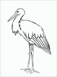 Ptice bojanka 🦜 – PEPE