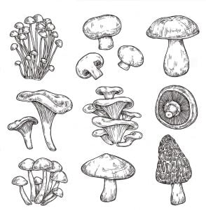 Värvimiseks seened 🍄 - PEPE.LT
