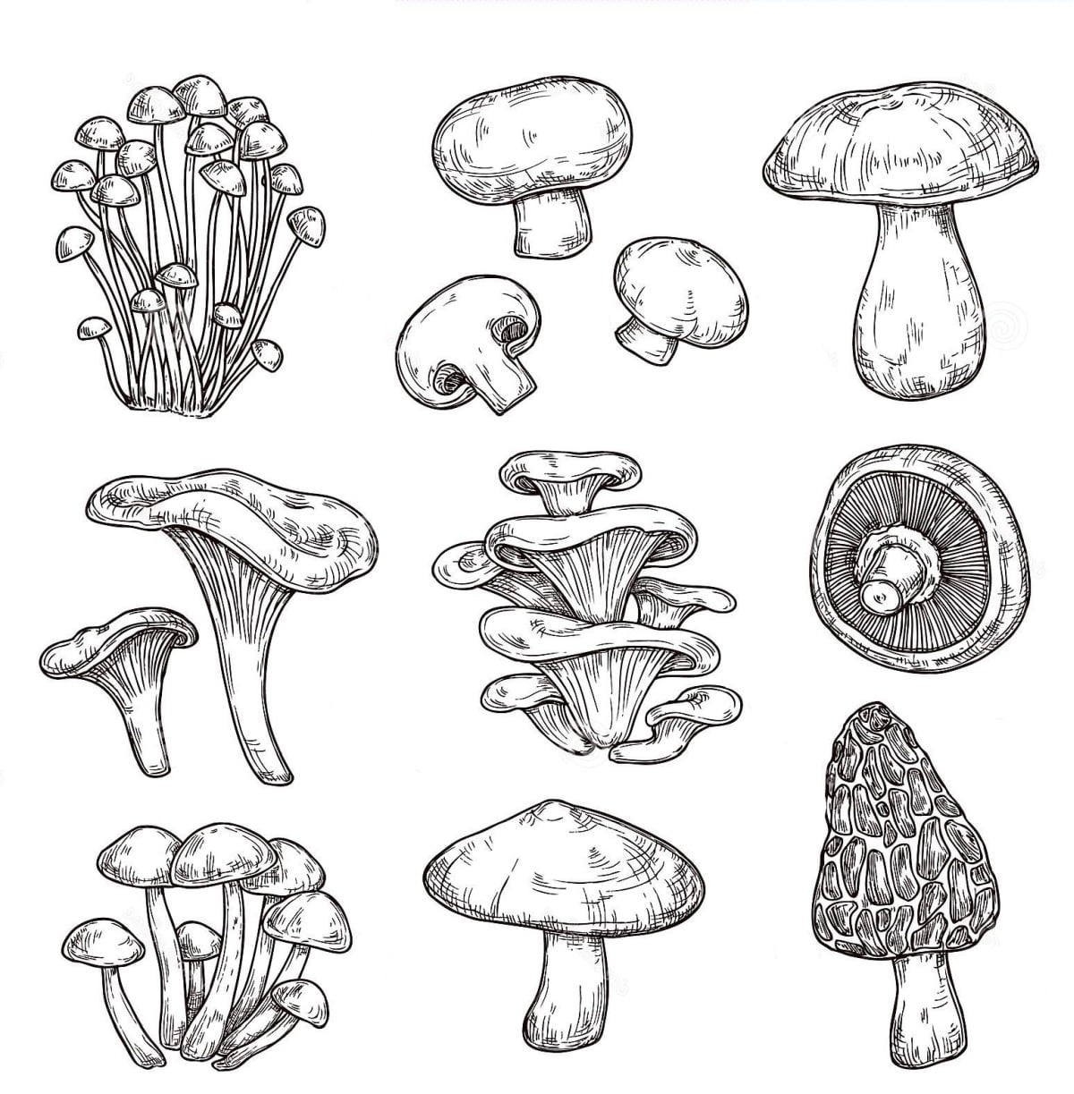 Renkli mantarlar 🍄 - PEPE.LT