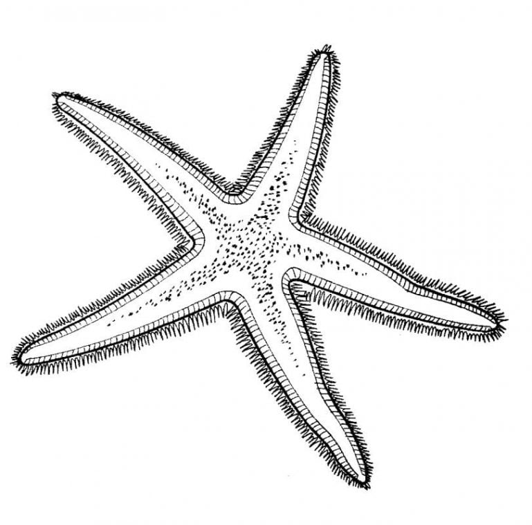 Vandens gyvūnai spalvinimui 🐳 – PEPE.LT