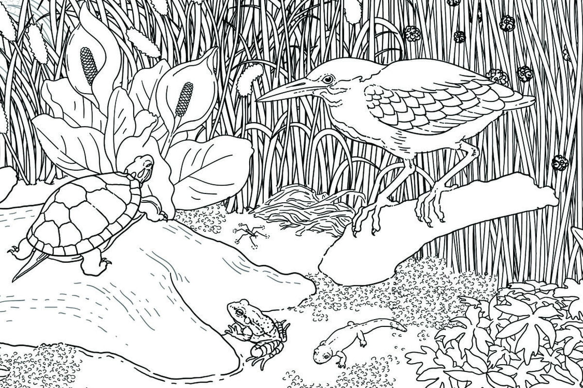 Mga larawan ng kalikasan para sa pagkukulay 🌄 - PEPE.LT