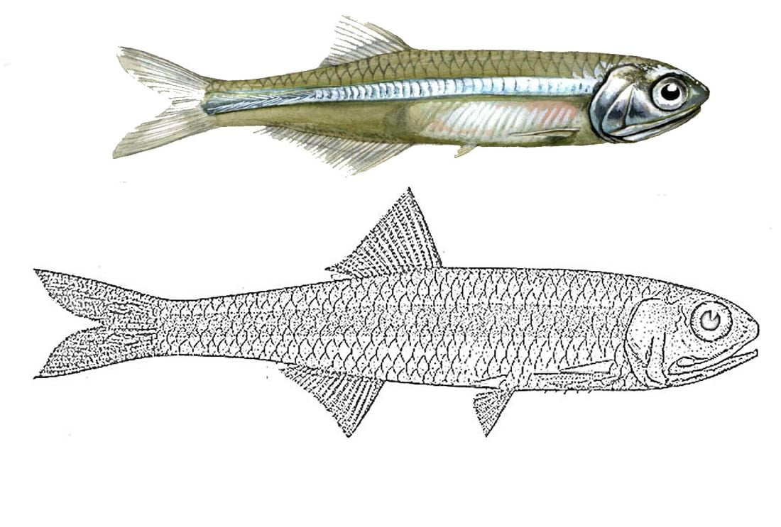 Fisk fargelegging 🐠 - PEPE.LT