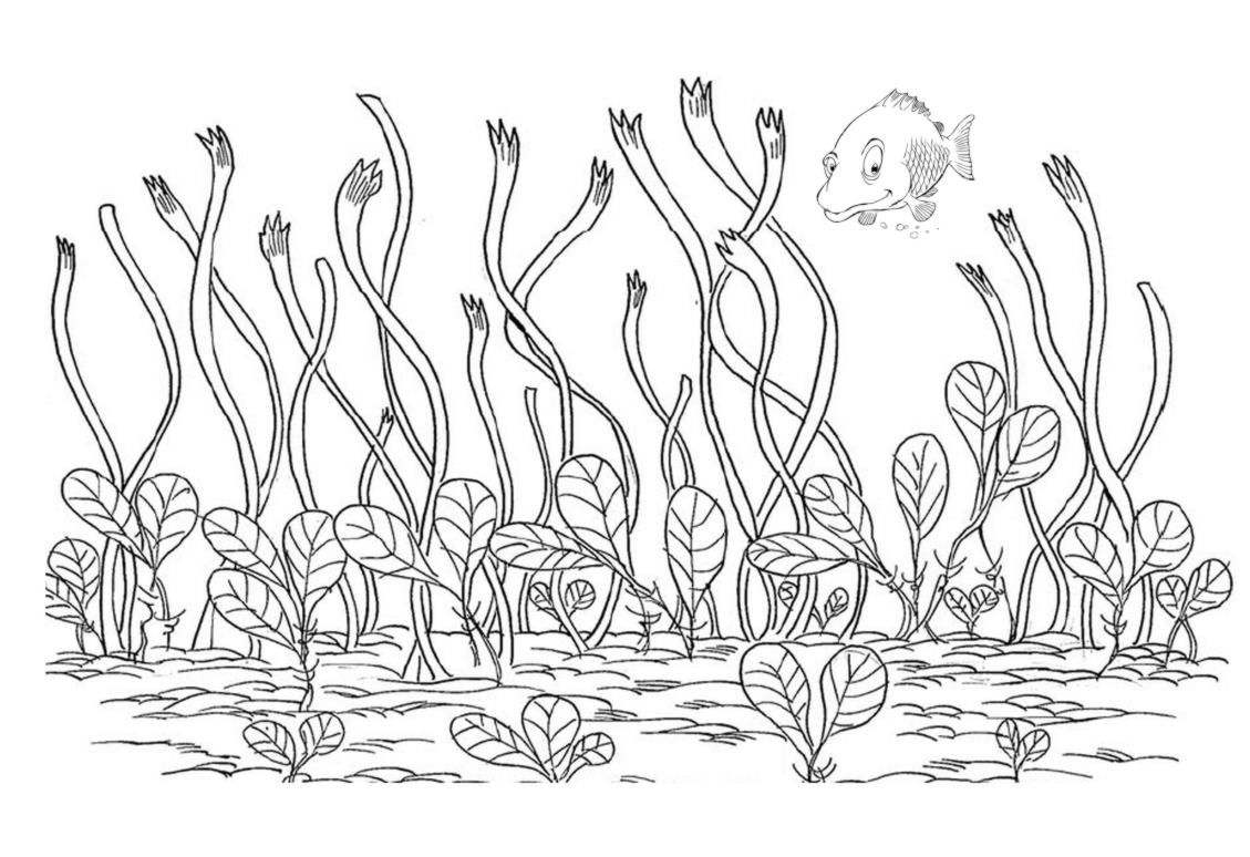 More bojanka⛵ - PEPE