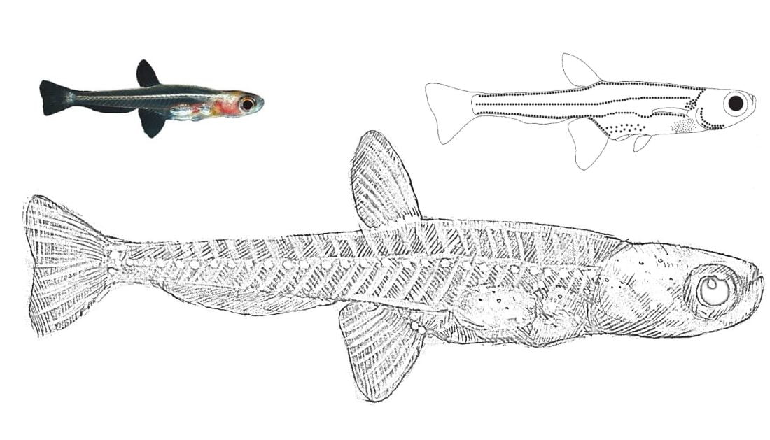 Riba bojanka 🐠 - PEPE