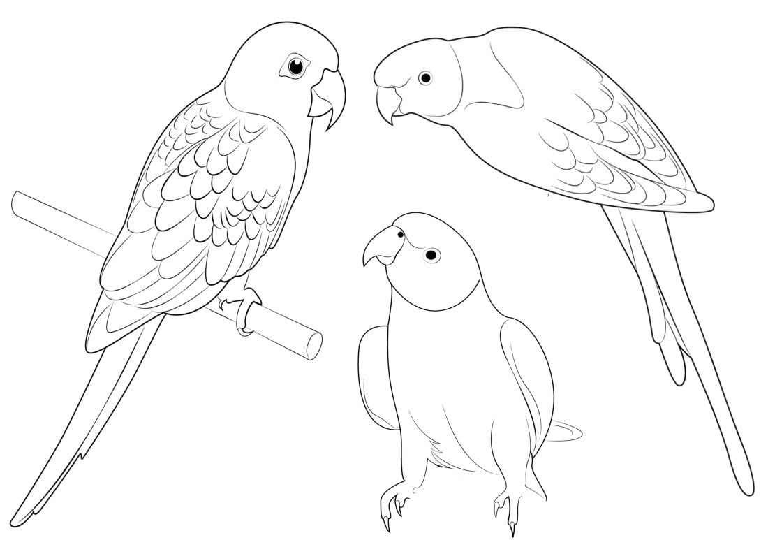 Пташки для розмальовки 🦜 – PEPE.LT