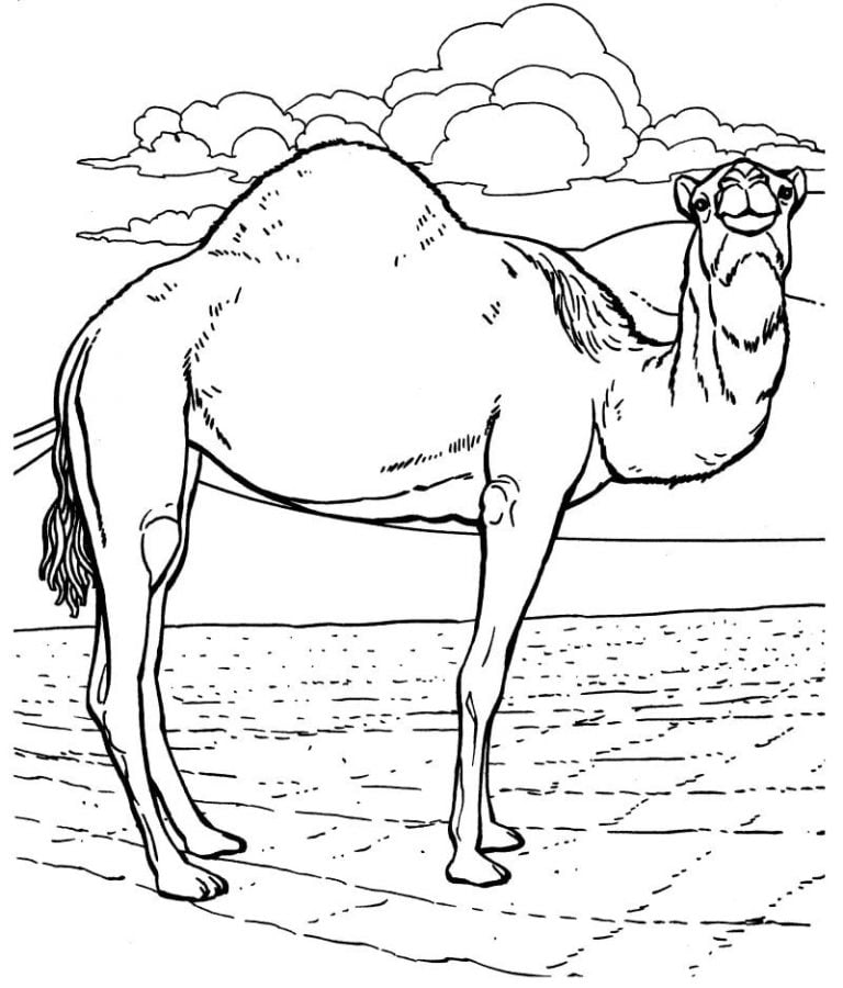 Kafshe te ndryshme per ngjyrosje 🐒 – PEPE.LT