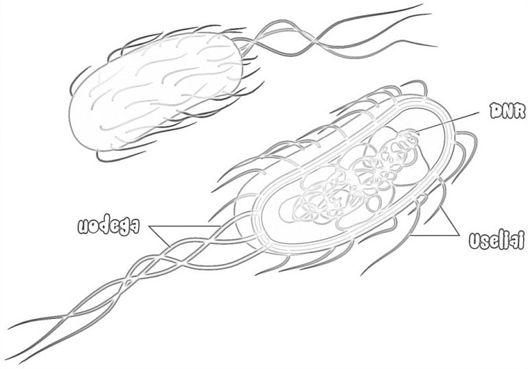 Mikrobai ir bakterijos spalvinimui 🪱 – PEPE.LT
