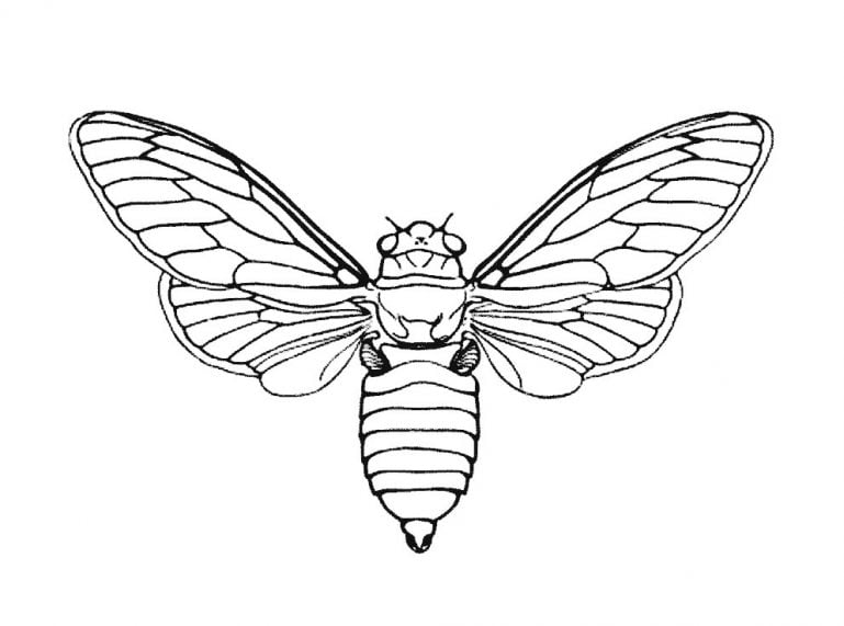 Drugeliai spalvinimui 🦋 – PEPE.LT