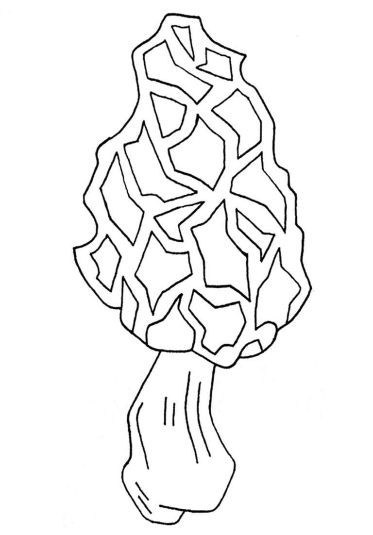 Grybai spalvinti 🍄 – PEPE.LT