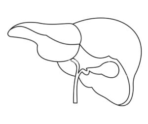 Kūno dalys spalvinimui 🧠 – PEPE.LT