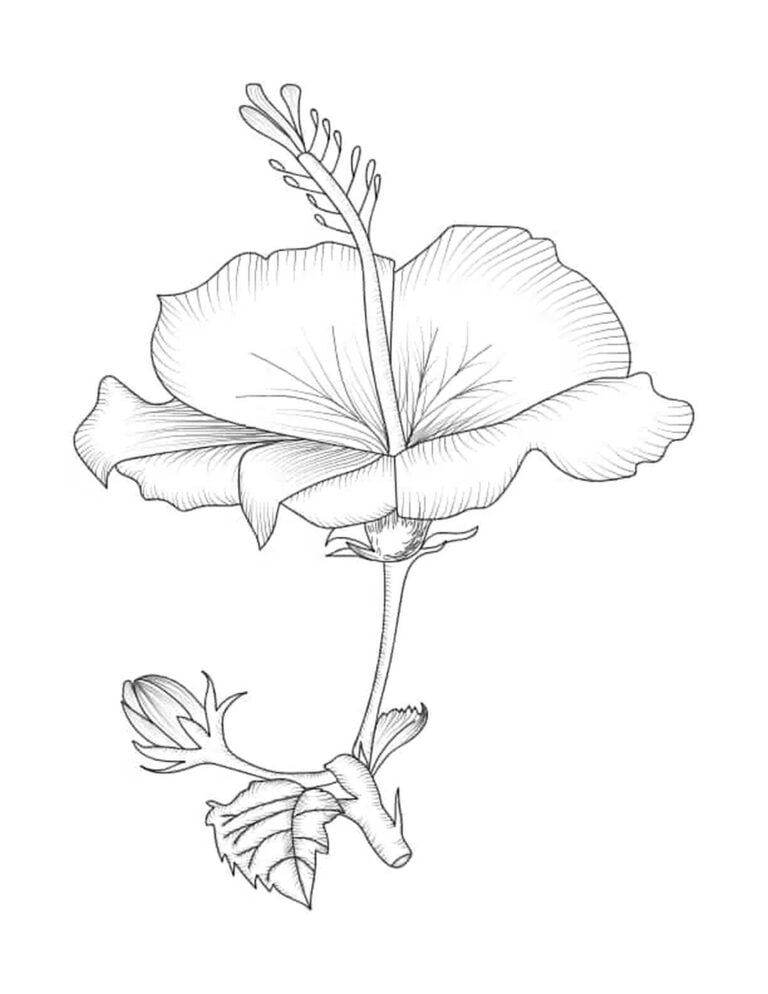 Kukkia värityskuvat 🌷🌻 – PEPE.LT