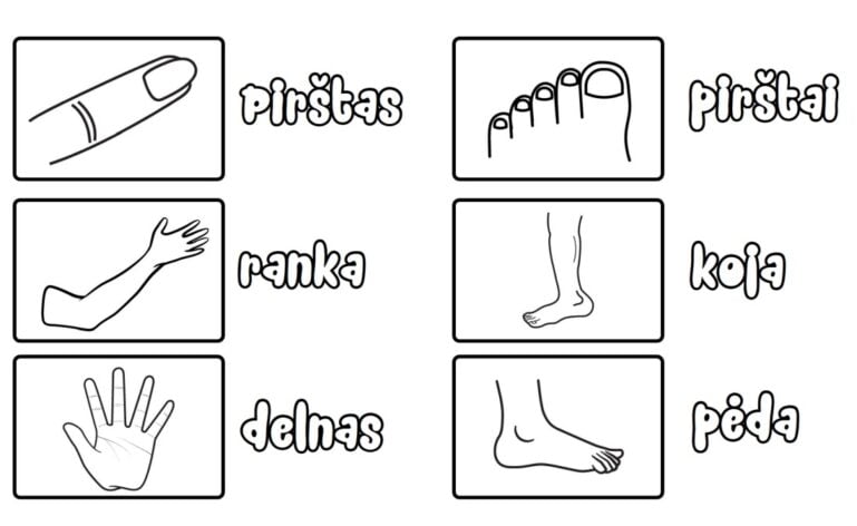 Partes do corpo para colorir 🧠 - PEPE.LT Partes do corpo para colorir 🧠 - PEPE.LT