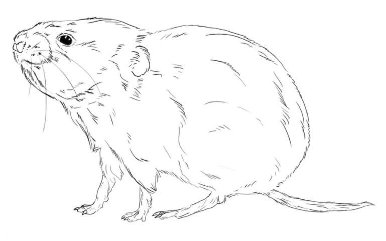 Divje živali pobarvanka 🐒 – PEPE.LT