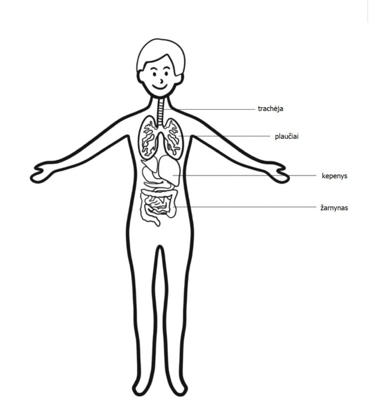 Părți ale corpului desene de colorat 🧠 - PEPE.LT