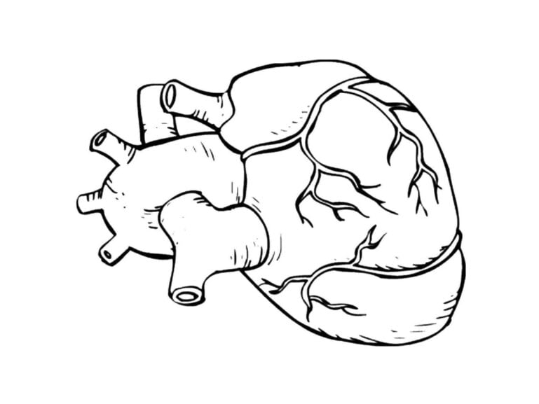 Kroppsdelar målarbilder 🧠 - PEPE.LT