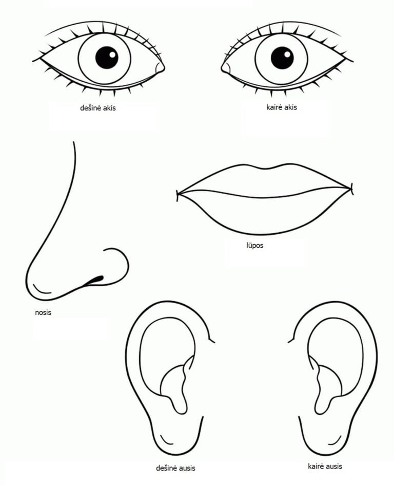 Partes do corpo para colorir 🧠 - PEPE.LT