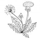 Priroda bojanka - PEPE