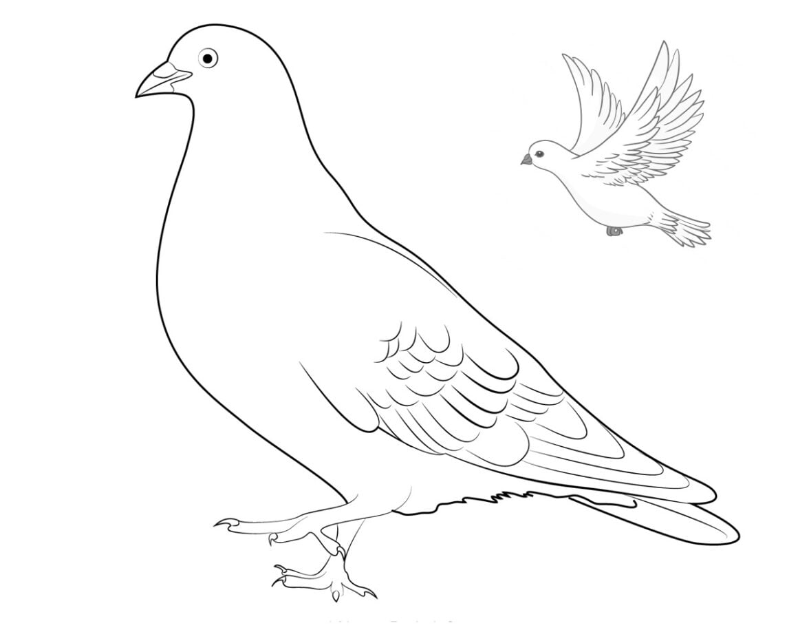 Ptice bojanka 🦜 – PEPE