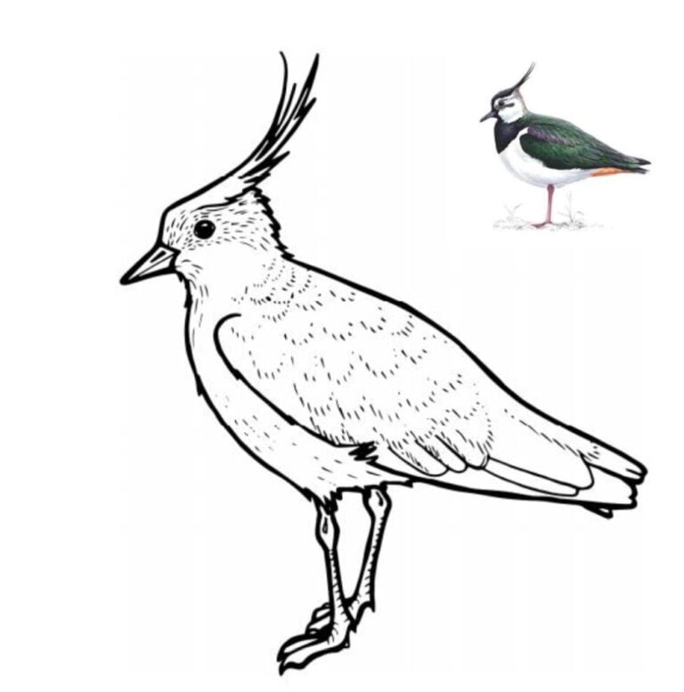 Ptice bojanka 🦜 – PEPE