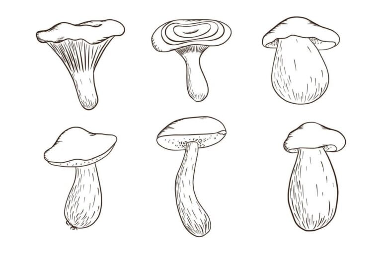 Grybai spalvinti 🍄 – PEPE.LT