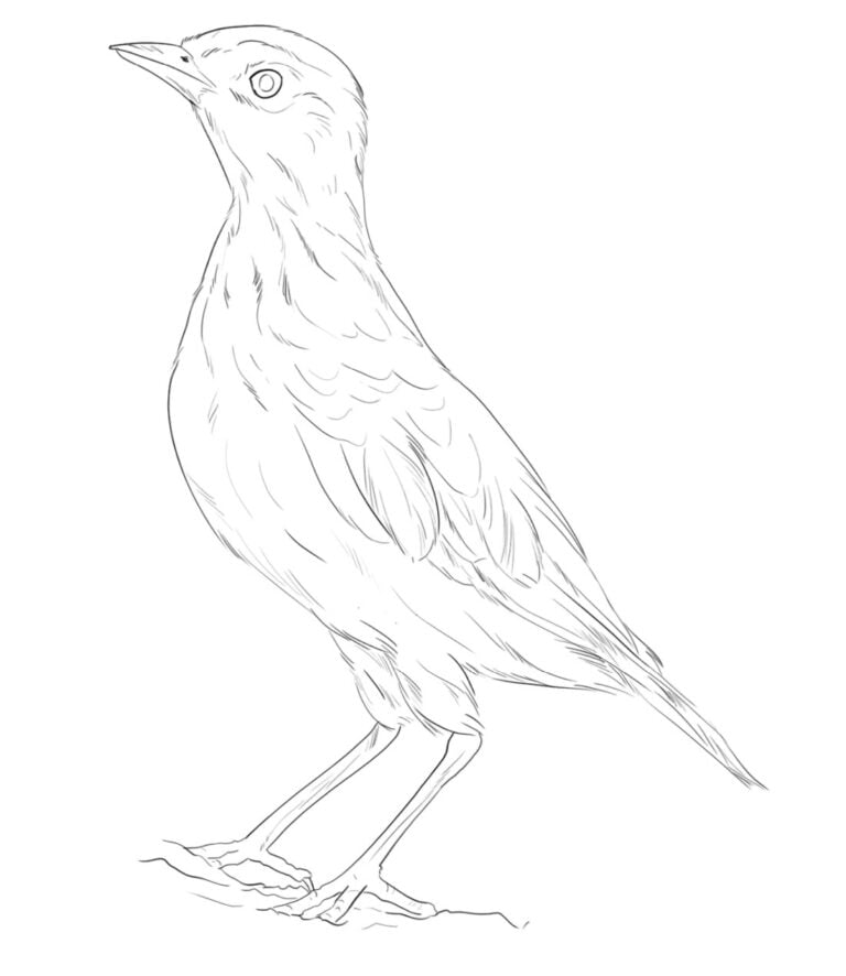 Ptice bojanka 🦜 – PEPE