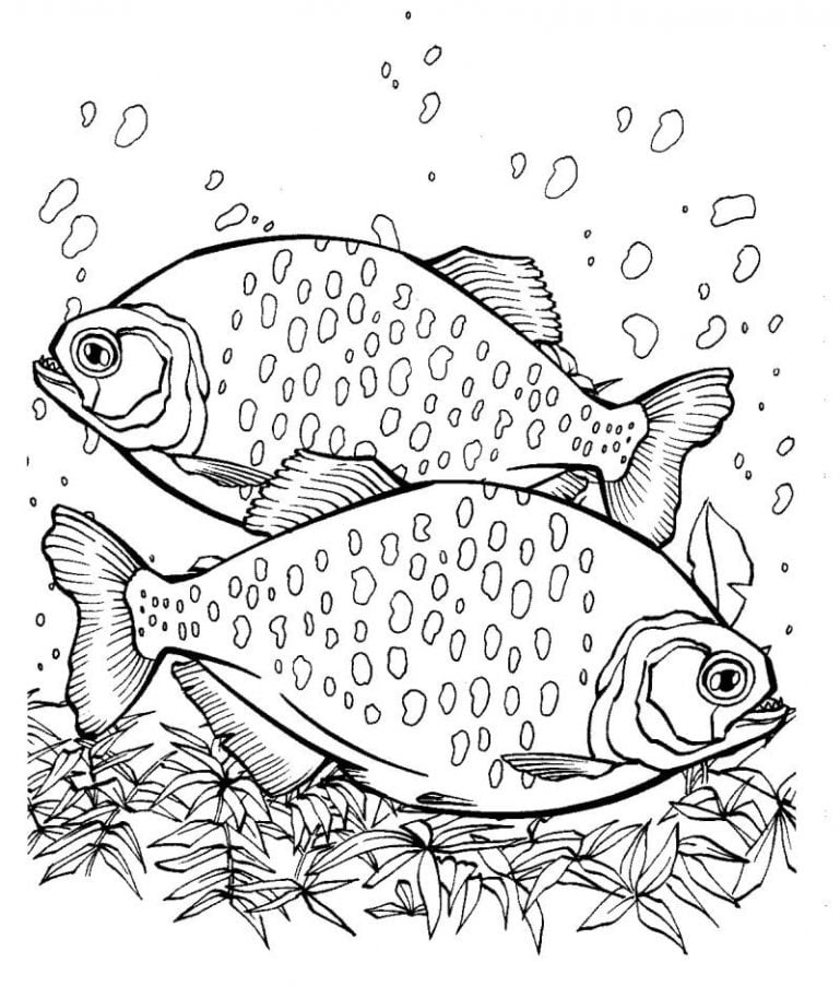 Vodene životinje bojanka 🐳 – PEPE