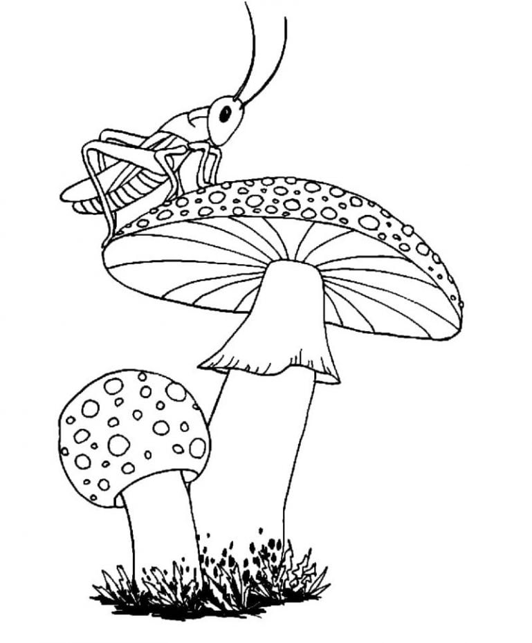 Grybai spalvinti 🍄 – PEPE.LT