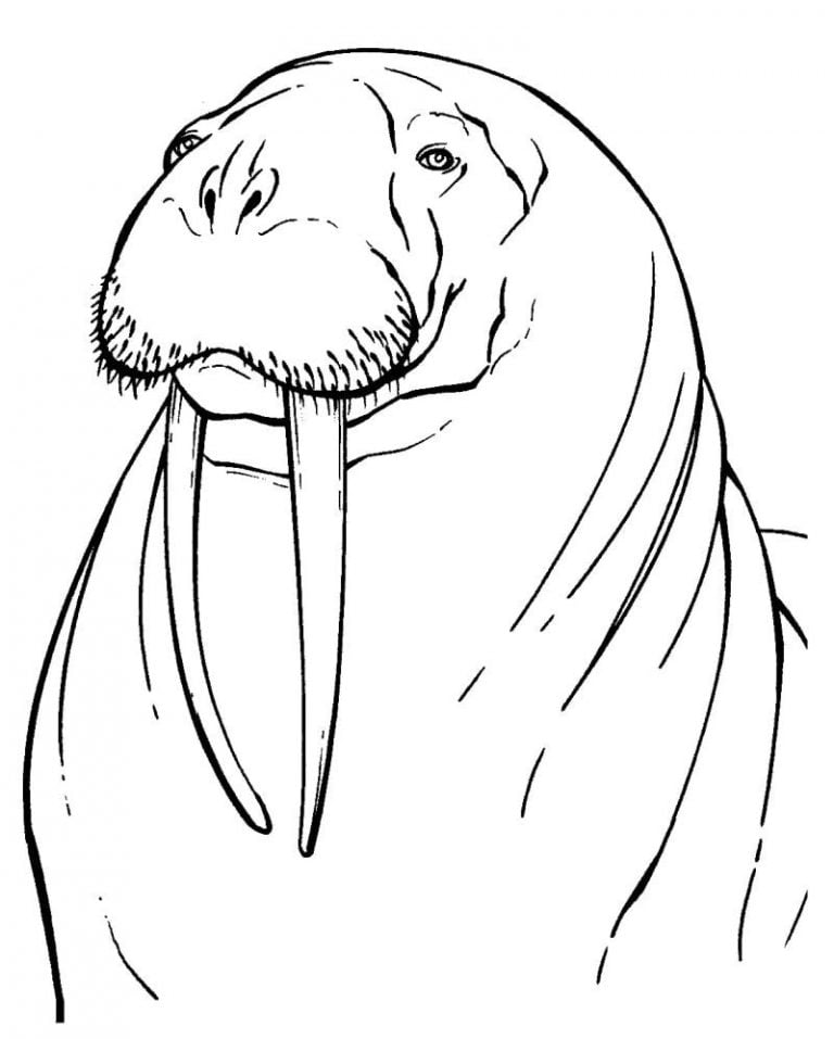 Vandens gyvūnai spalvinimui 🐳 – PEPE.LT