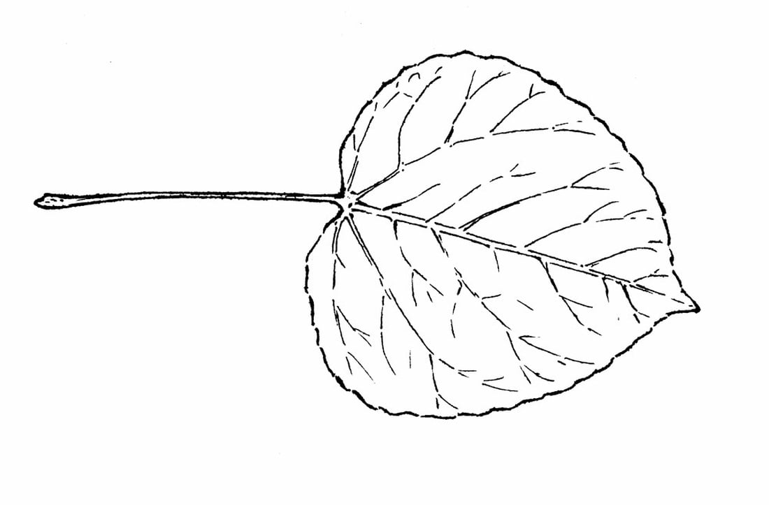 Medžiai spalvinimui🌳 – PEPE.LT