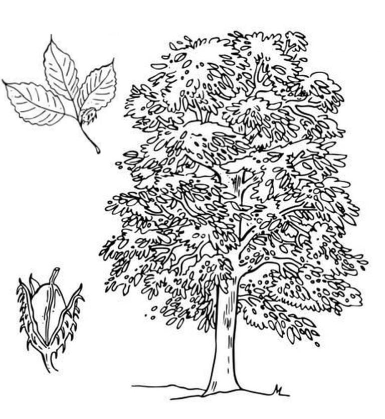 Medžiai spalvinimui🌳 – PEPE.LT