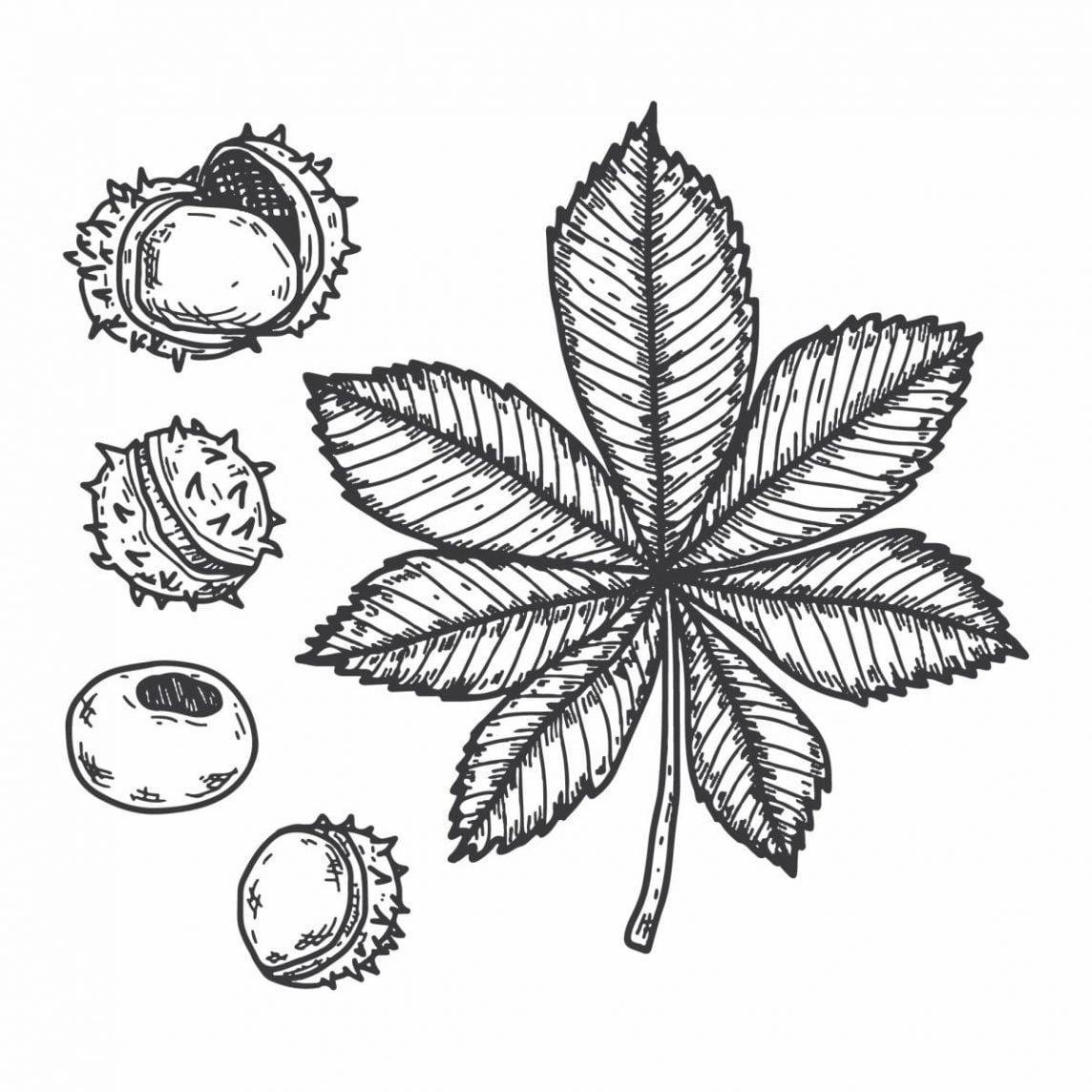 Medžiai spalvinimui🌳 – PEPE.LT