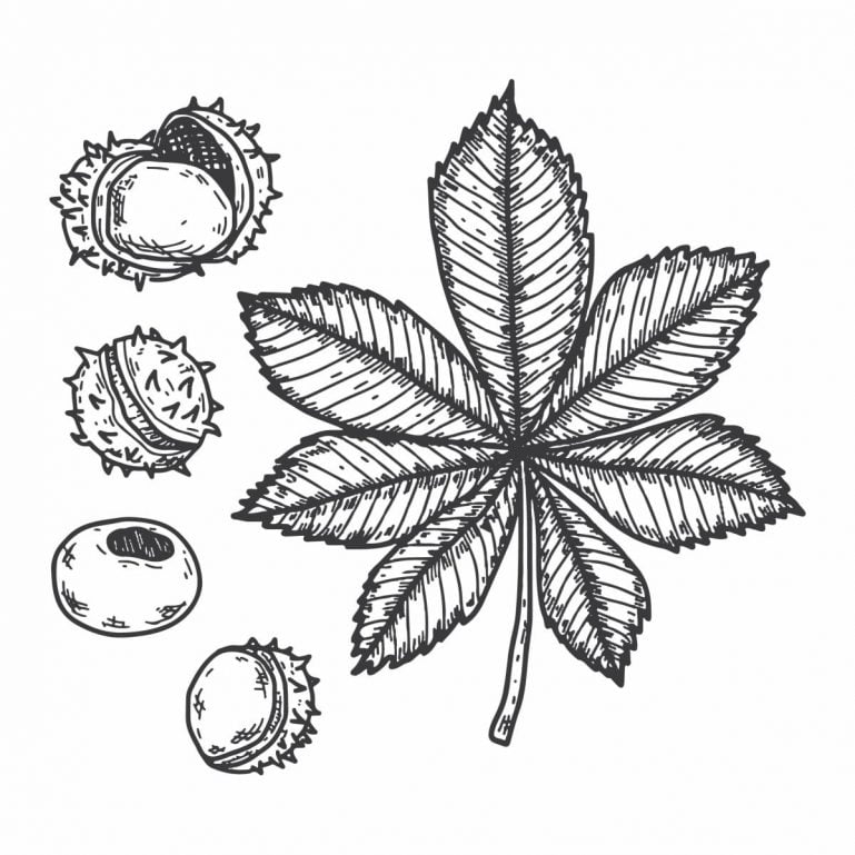 Medžiai spalvinimui🌳 – PEPE.LT