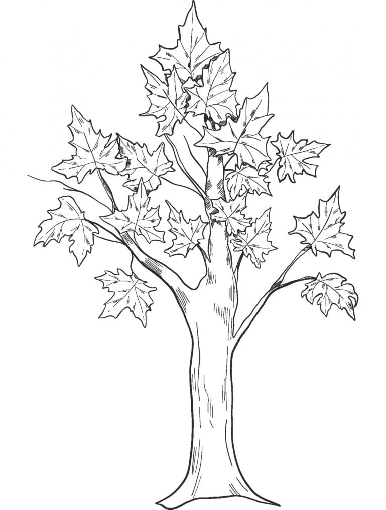 Medžiai spalvinimui🌳 – PEPE.LT