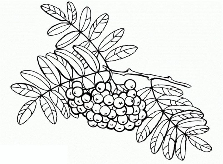 Medžiai spalvinimui🌳 – PEPE.LT