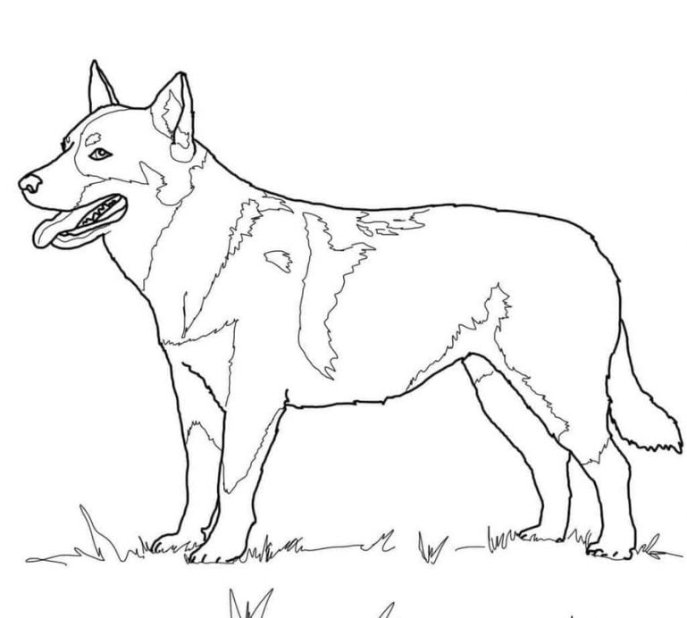 Psi bojanka 🐕 - PEPE