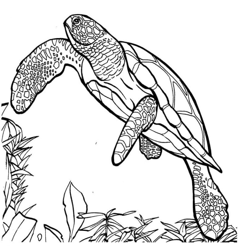 Water diere om in te kleur 🐳 – PEPE.LT