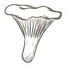 Renkli mantarlar 🍄 - PEPE.LT