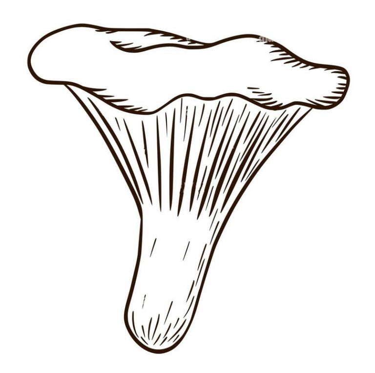 Grybai spalvinti 🍄 – PEPE.LT